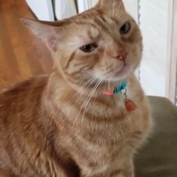 Cat Gives Affirmative Response To Pet Parent's Question About US ...