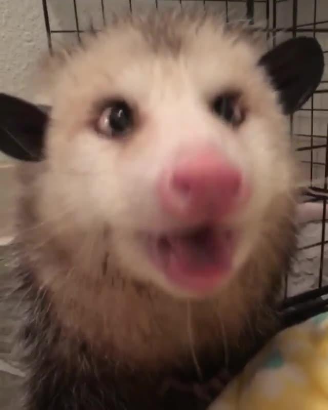 Possums Eat Berries After Bath | Jukin Licensing
