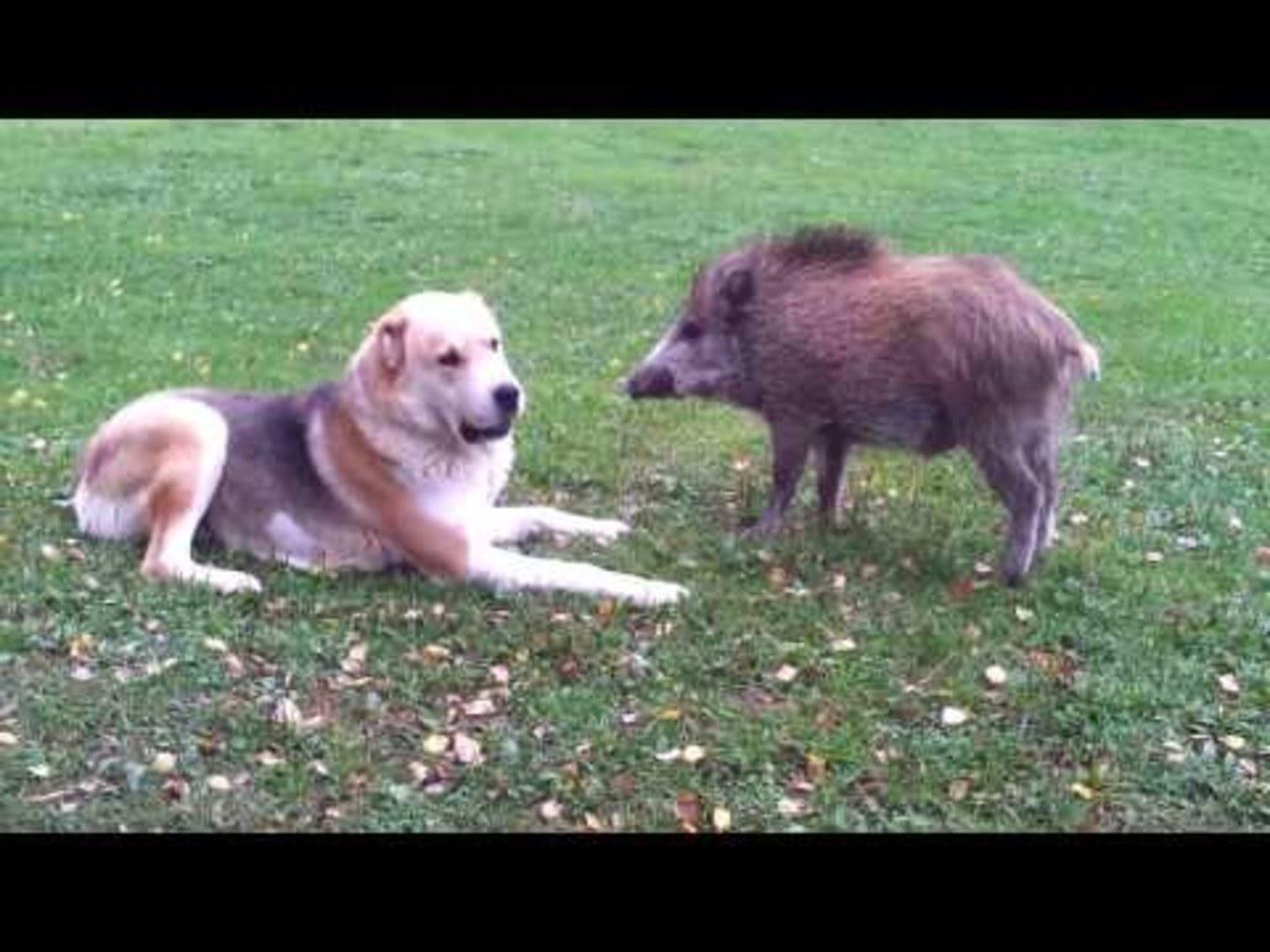 Dog and Pig Chase Each Other in the Yard | Jukin Licensing