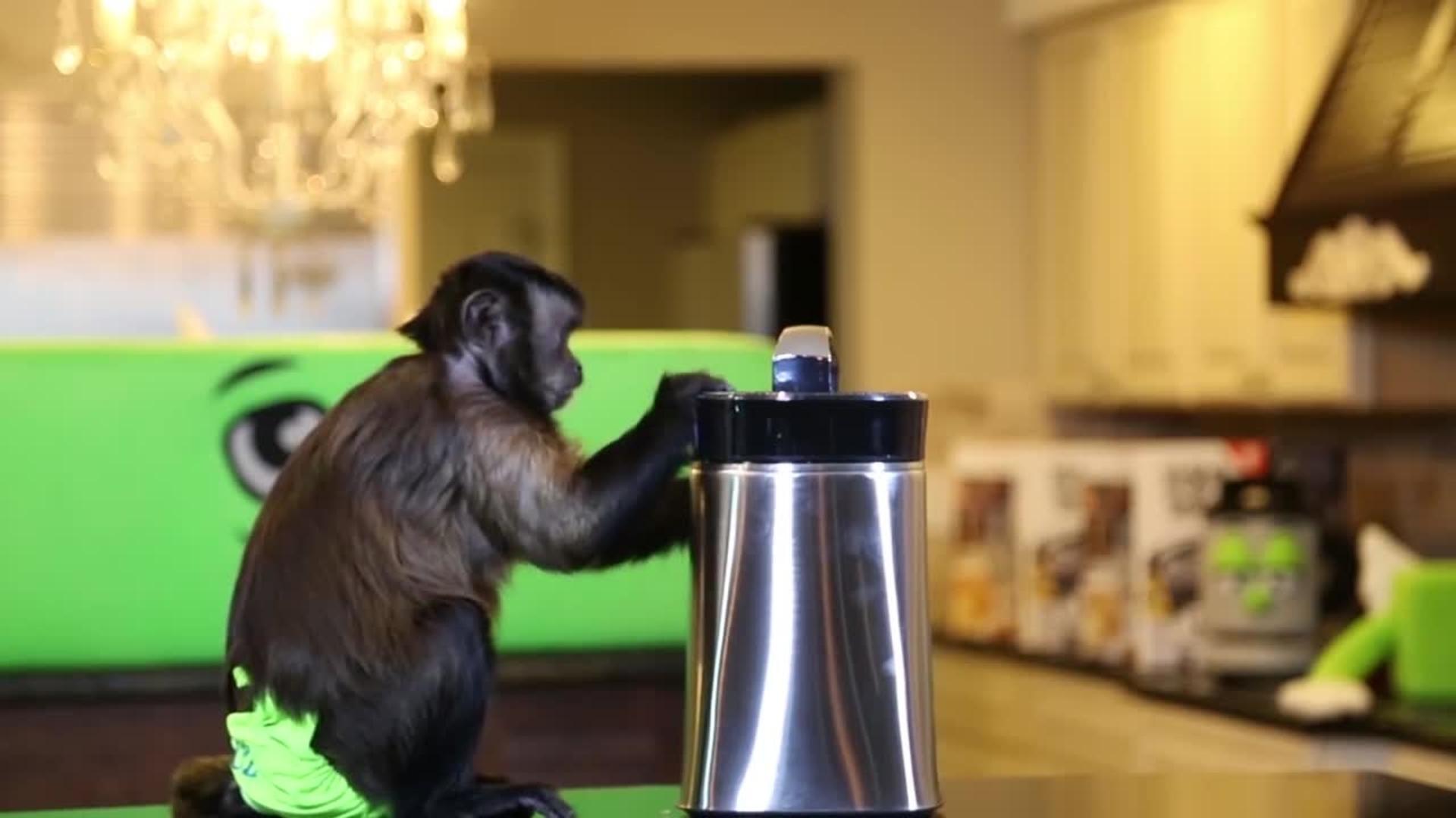 Monkey Makes Salsa | Jukin Licensing