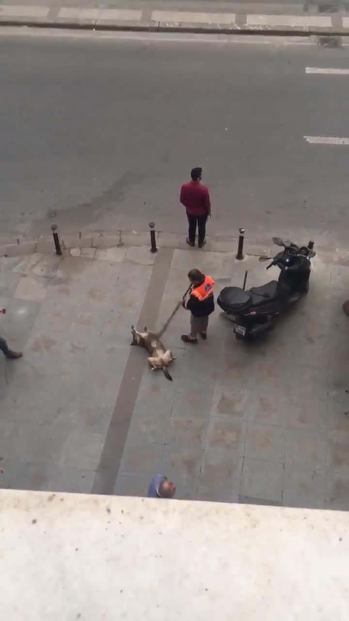 Street Sweeper Pets Dog's Belly With Broom | Jukin Licensing