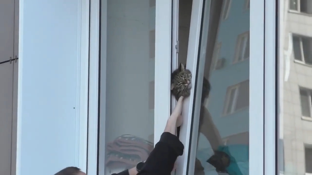 Guy Rescues Cat Stuck in Window | Jukin Licensing