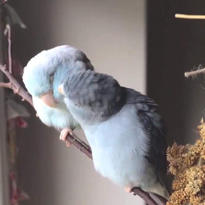 Birds Wiggle Side to Side While Feeding Each Other | Jukin Licensing