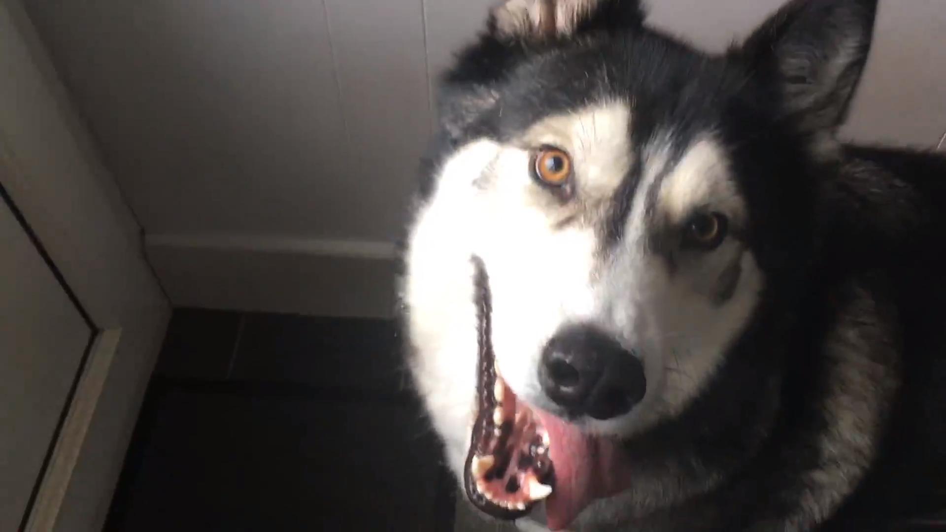 Husky Shocked to Hear Best Friend Is Coming to Play | Jukin Licensing