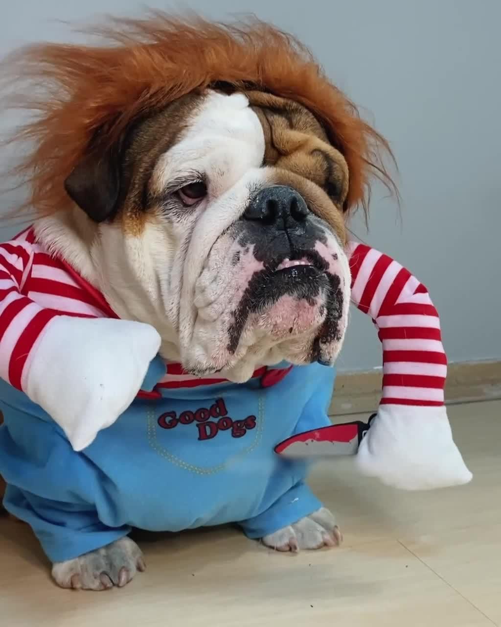Bulldog Gets Dressed as Famous Horror Movie Character | Jukin Licensing