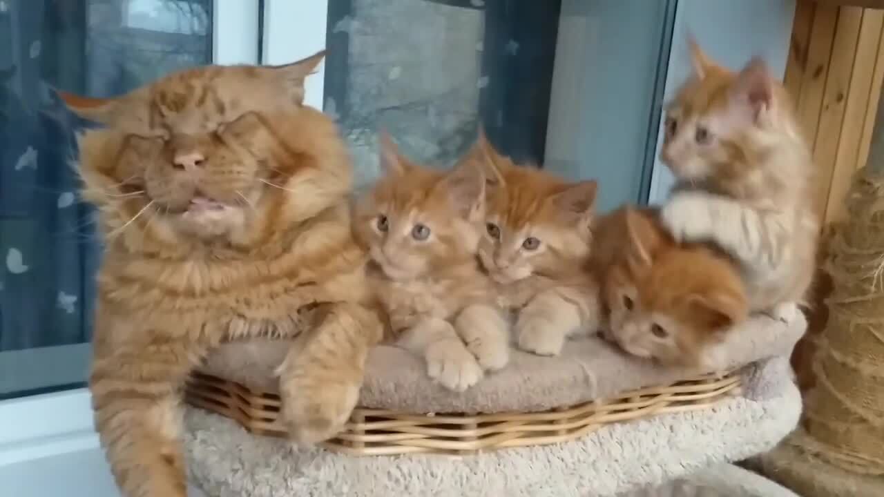 Elder Cat Passed Out Alongside His Cubs | Jukin Licensing