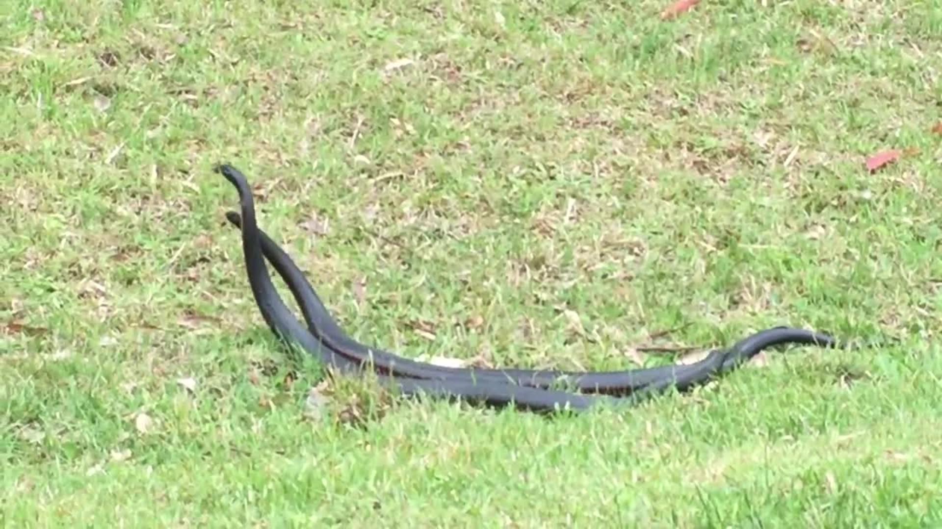 Snakes Tangle Themselves in Tango | Jukin Licensing