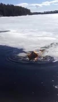 Careless Woman Falls Through Ice | Jukin Licensing