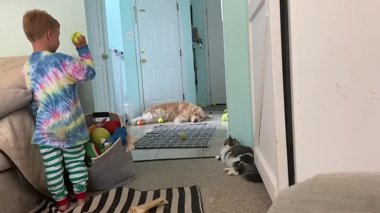 Little Boy Tries To Play Catch With Uninterested Dog And Cat | Jukin ...