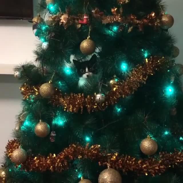 Cat Hides Inside Christmas Tree | Jukin Licensing
