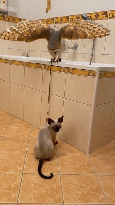 Devon Rex Makes Intimidating Barn Owl Fly Away To Get Into Bath | Jukin ...