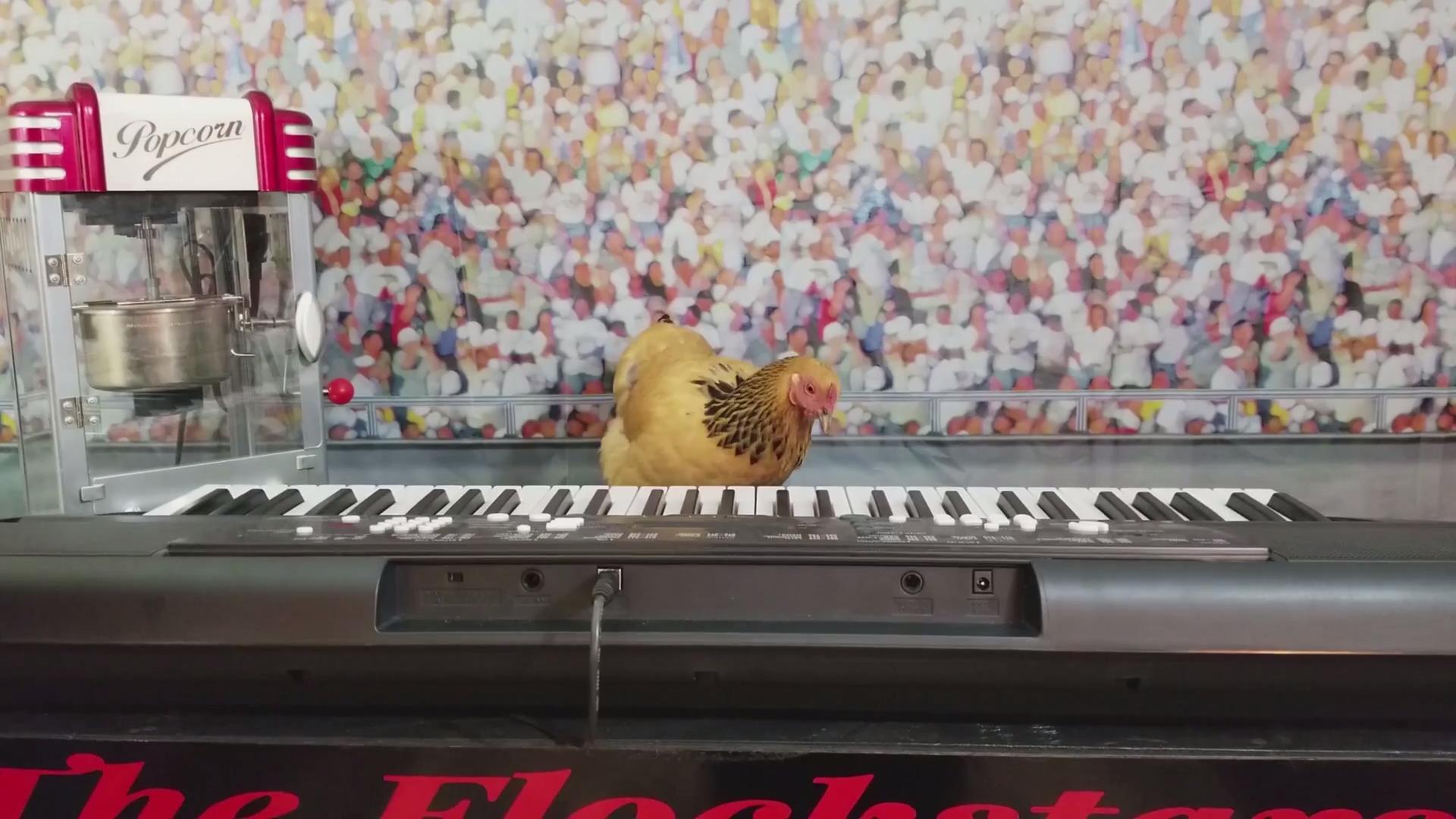 Chicken Plays Baseball Song on Keyboard | Jukin Licensing