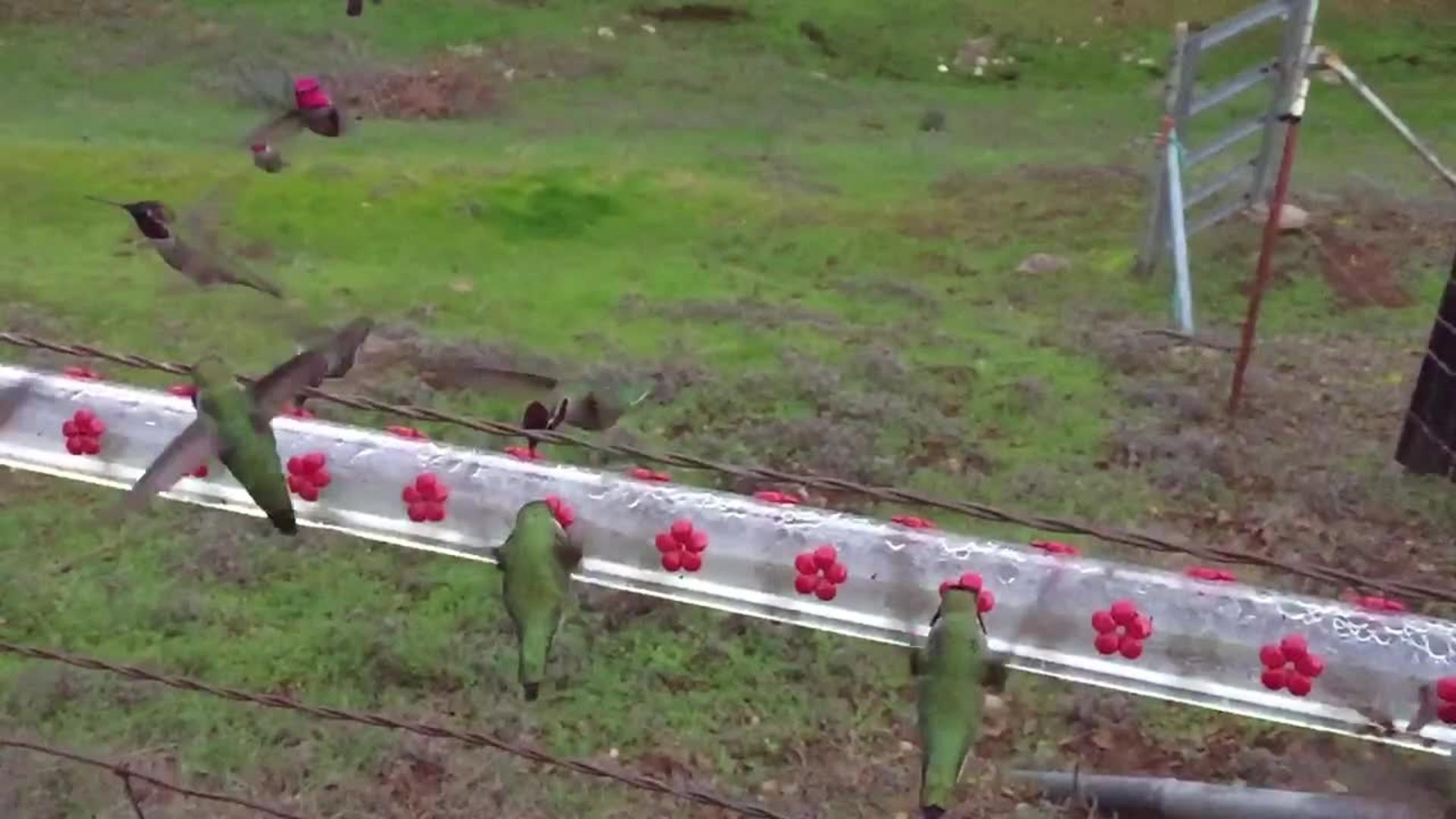 Hummingbirds Feed in Slow Motion | Jukin Licensing