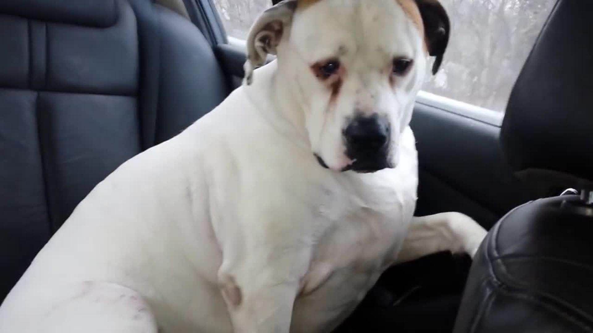 Talking Bulldog Is Sorry | Jukin Licensing