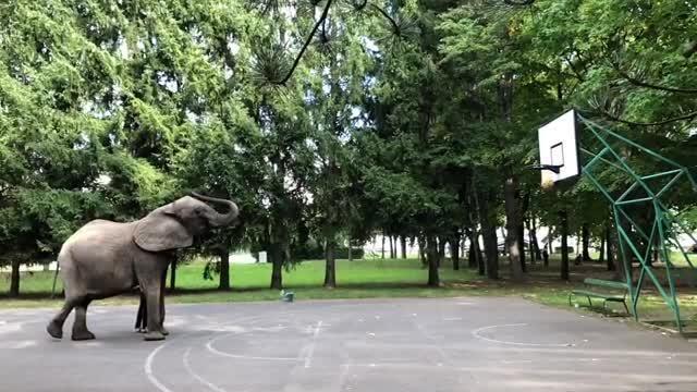 Elephant Shoots Perfect Basketball Goal With Trunk | Jukin Licensing