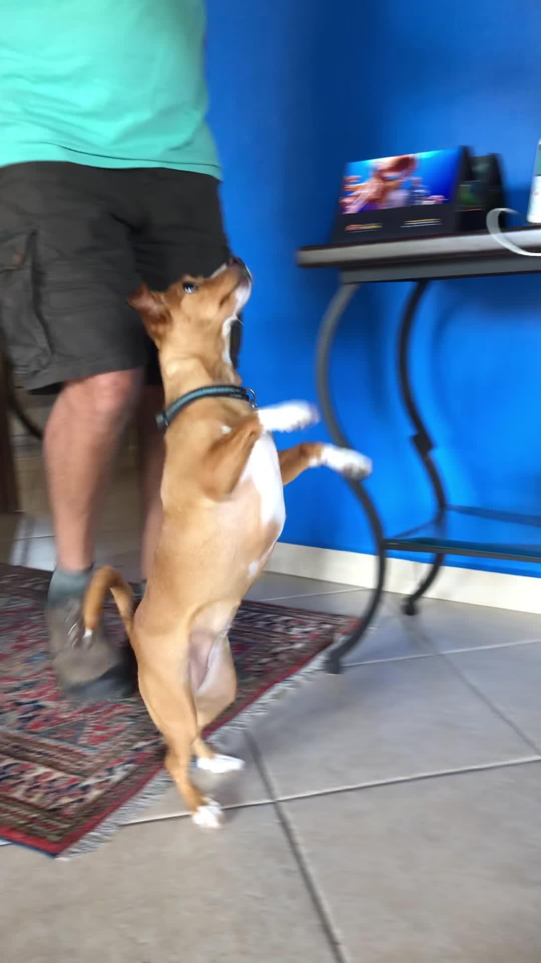 Dog Dances On Hind Legs To Be Rewarded With Treat Jukin Licensing dog-dances-on-hind-legs-to-be-rewarded-with-treat-jukin-licensing