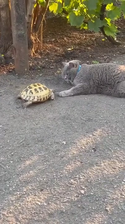 Turtle Chases Sleepy Cat | Jukin Licensing
