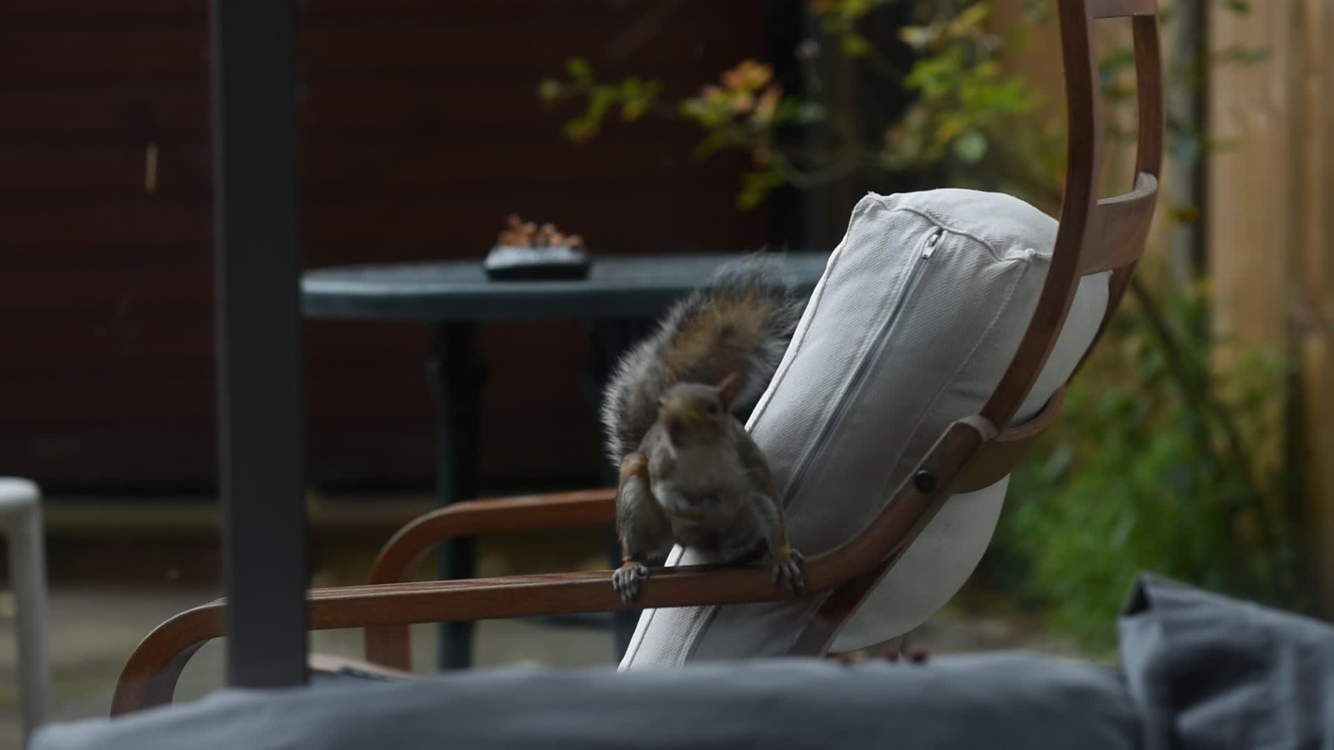 Squirrel Jump into Glass Fail | Jukin Licensing
