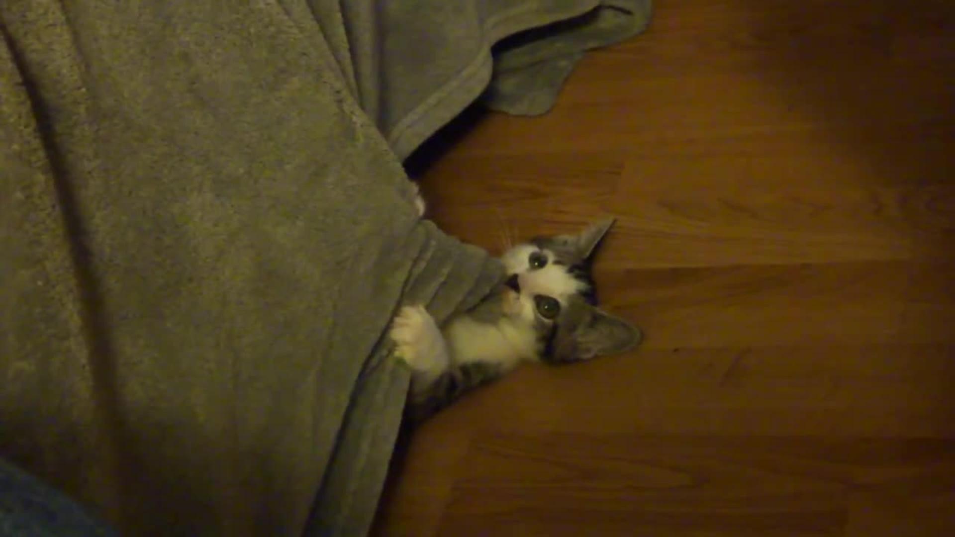 Kitten Growling at Blanket | Jukin Licensing