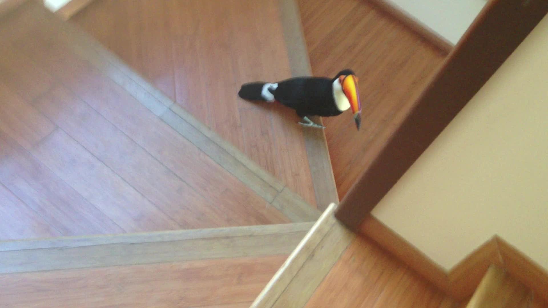 Toucan Hops up Stairs | Jukin Licensing