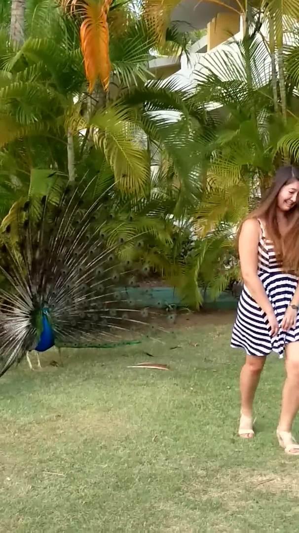 Peacock Attacks Girl | Jukin Licensing