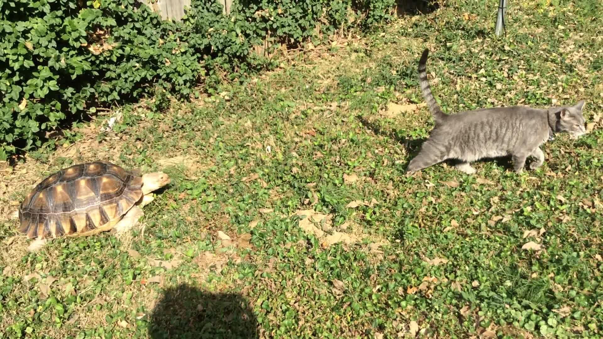 Tortoise Chases Cat Around Yard | Jukin Licensing