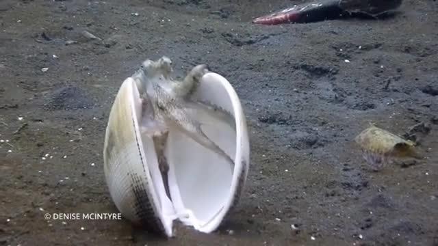 Coconut Octopus Closes Itself in Clam Shell | Jukin Licensing