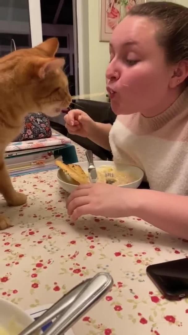 Cat Eats Noodle Strand Hanging Outside Owner's Mouth | Jukin Licensing