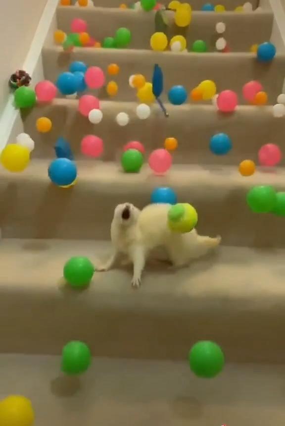 Ferret Excitedly Chases Balls Thrown Down the Stairs by Owner | Jukin ...