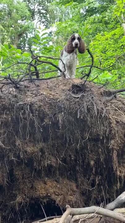 Springer Spaniel Climbs on Top of Uprooted Tree | Jukin Licensing