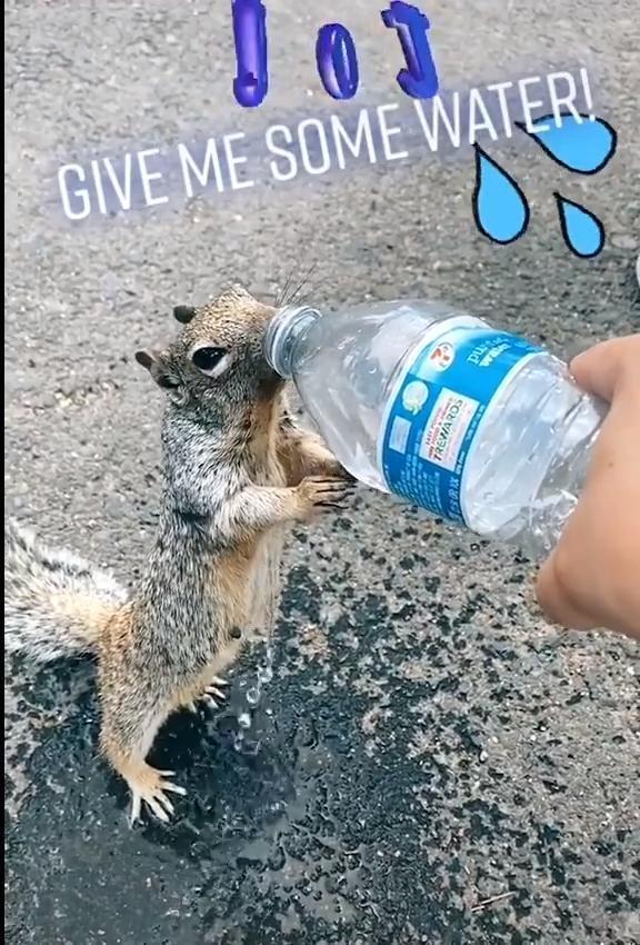 Thirsty Squirrel Asks Water From Human Carrying Water Bottle | Jukin ...