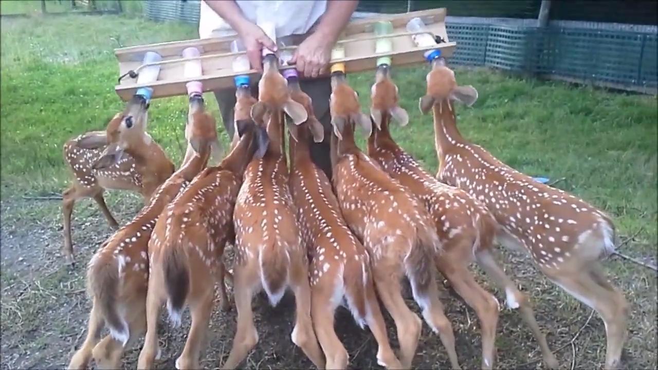 Deer Drink Milk | Jukin Licensing