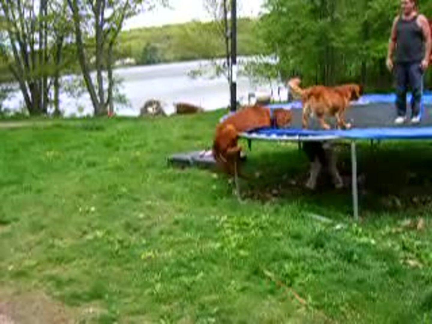 Dog Fails to Jump onto Trampoline | Jukin Licensing