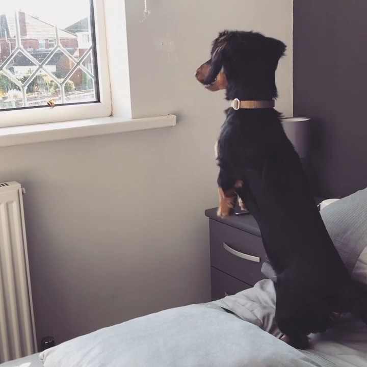Curious Dachshund Puppy Bounces on Bed When They See Butterfly For First Time | Jukin Licensing