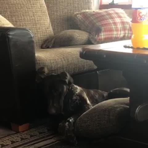 Lazy Dog Falls off the Couch While Stretching | Jukin Licensing