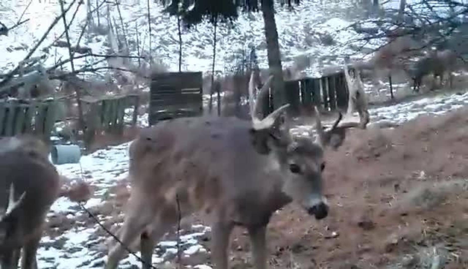 Deer Huddle to Stay Warm | Jukin Licensing