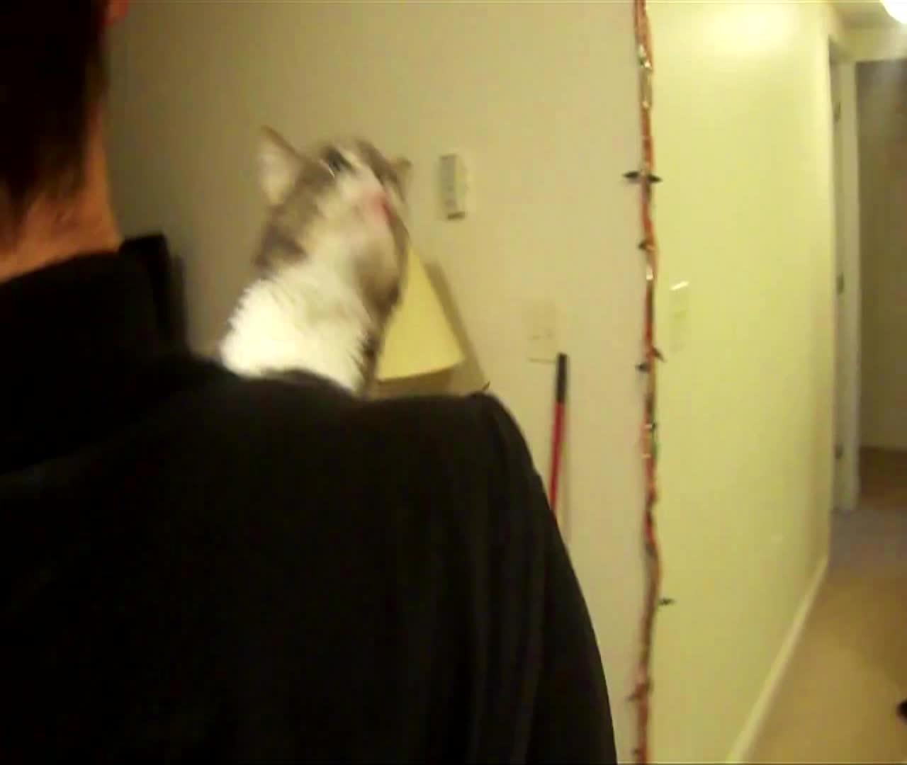 Crazy Licking Cat | Jukin Licensing