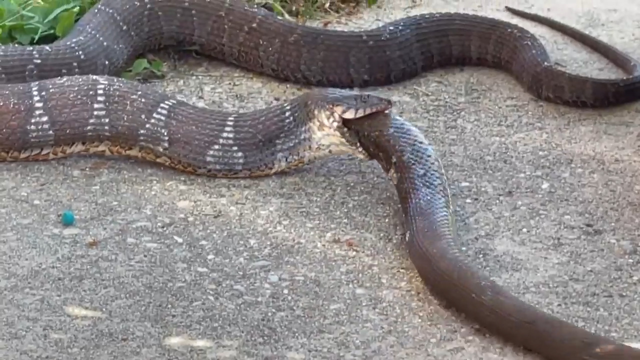 Large Snake Eats Another Smaller Snake | Jukin Licensing