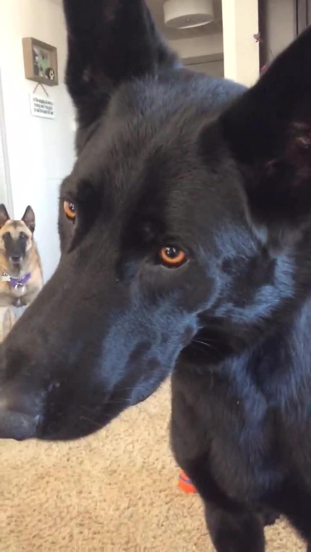 German Shepherd Concerned for Crying Child | Jukin Licensing