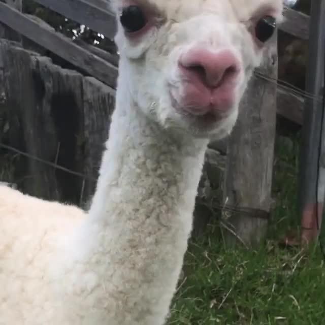 Baby Alpaca Communicates with Soft Noises | Jukin Licensing