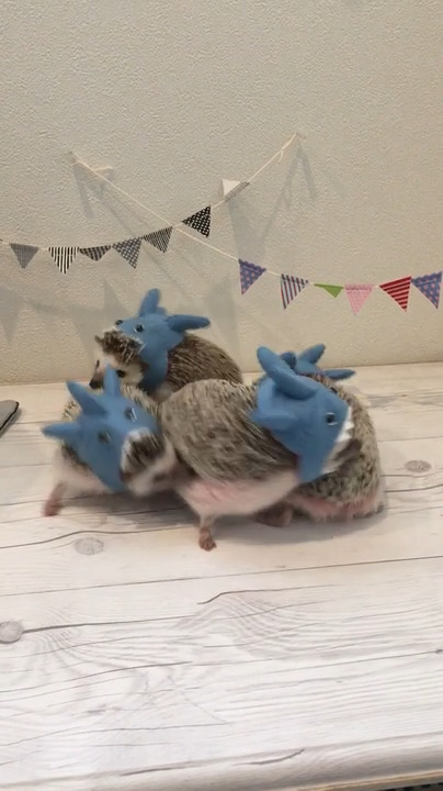 Hedgehogs Play Together In Circle | Jukin Licensing