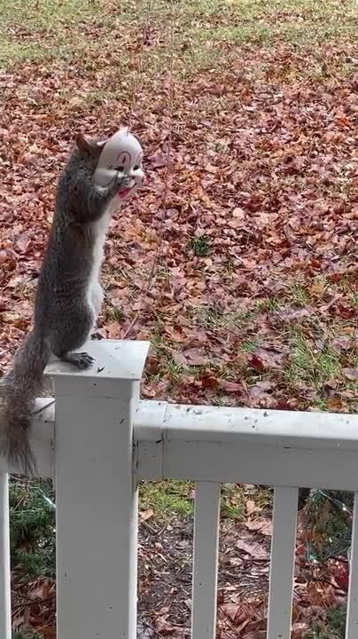 Squirrel Wears Clown Mask | Jukin Licensing