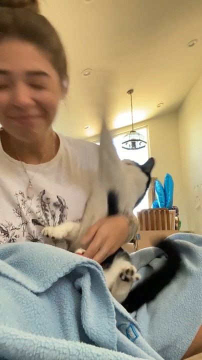 Cat Slaps Owner After She Tells Them to Shut Up | Jukin Licensing