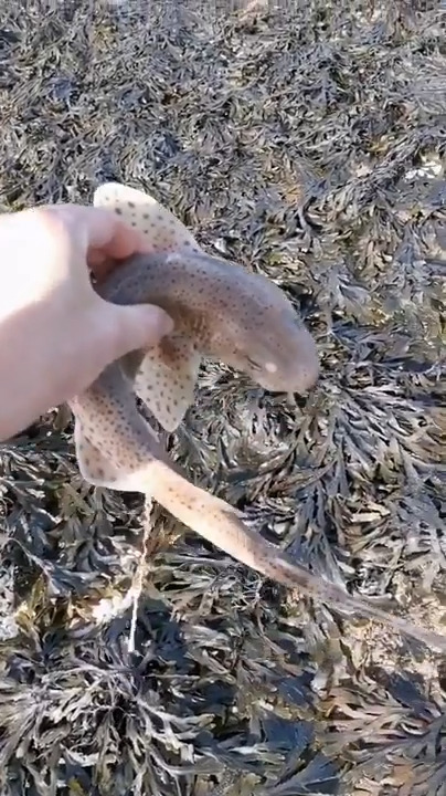 Instant Bond Formed While Saving Stranded Fish | Jukin Licensing