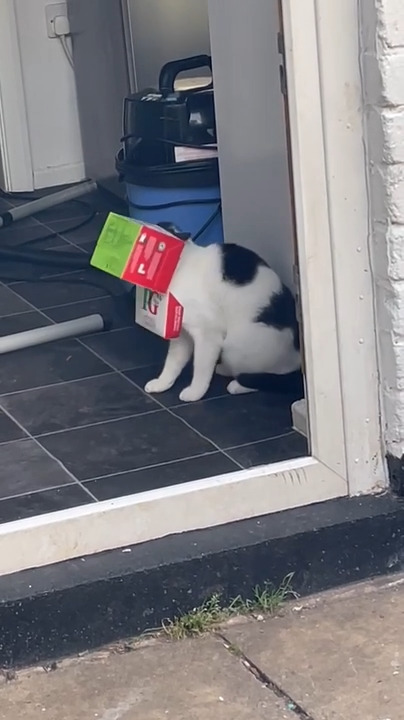 Cat Gets Head Stuck Inside Box and Struggles to Take it Out | Jukin ...