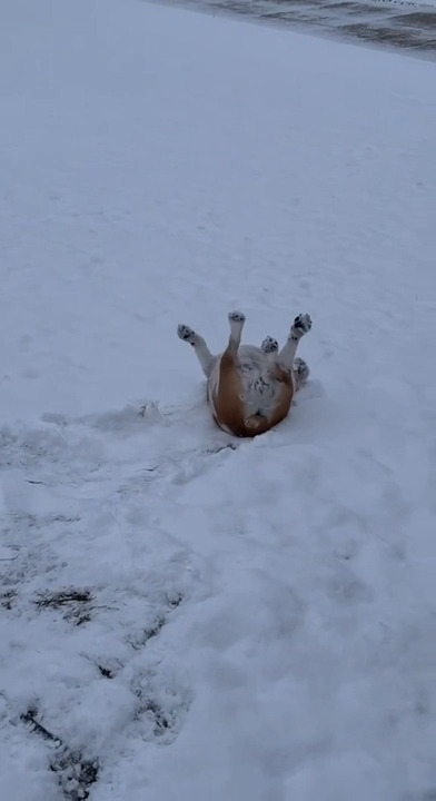 Dog Slides Down Snowy Front Yard On Their Back | Jukin Licensing