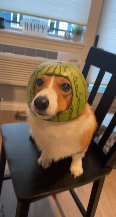 Corgi Wears Watermelon Helmet | Jukin Licensing
