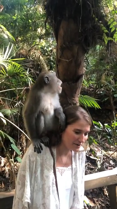 Woman Freaks Out When Curious Monkey Climbs on Her Shoulder | Jukin ...