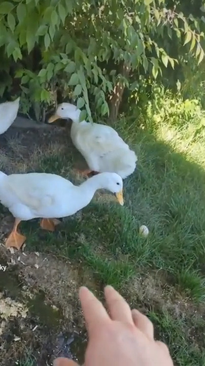 Duck Eats Egg Laid By Another Duck Right Away | Jukin Licensing