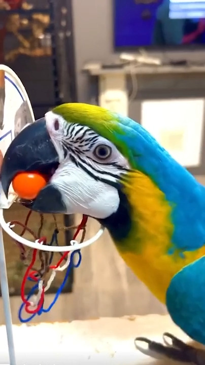 Beautiful Parrot Picks up Tiny Basketball and Shoots It Through the ...